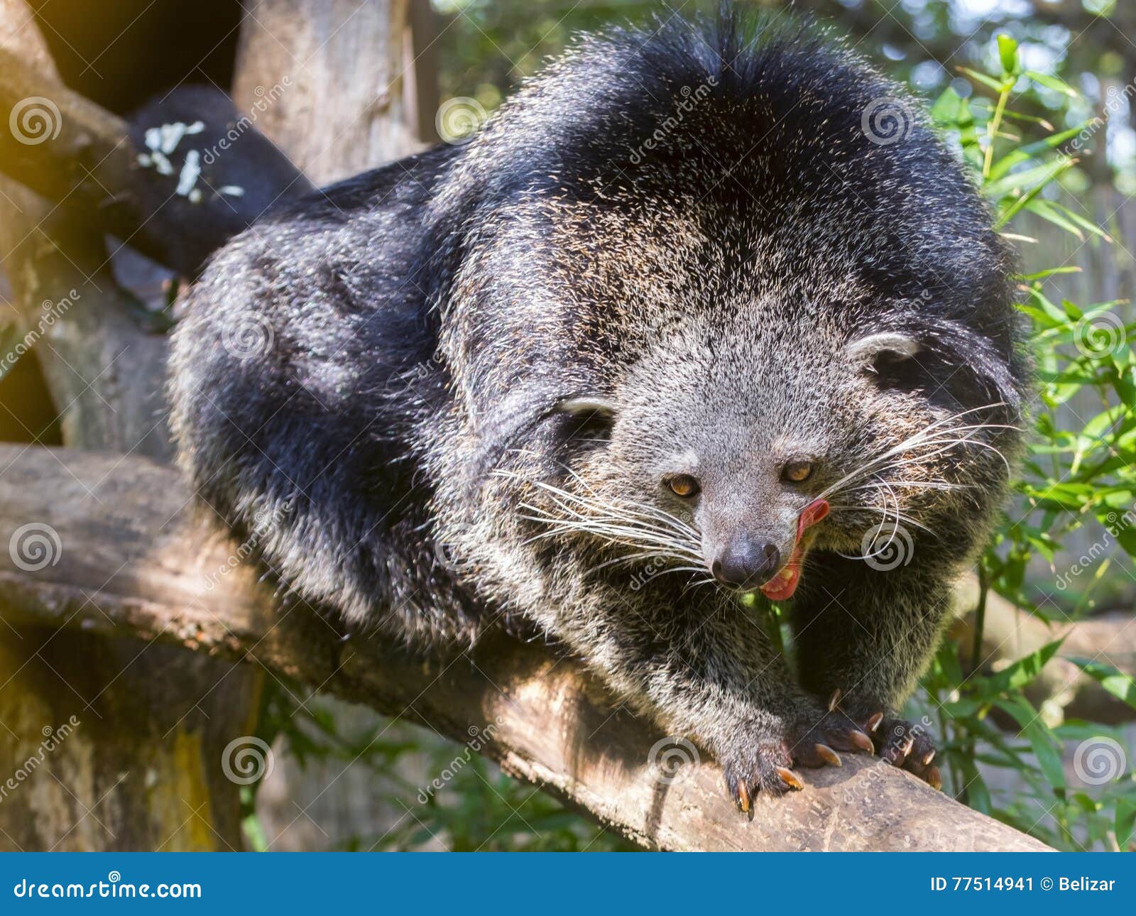Bearcat of Binturong stock image. Image of grey, mammal - 77514941