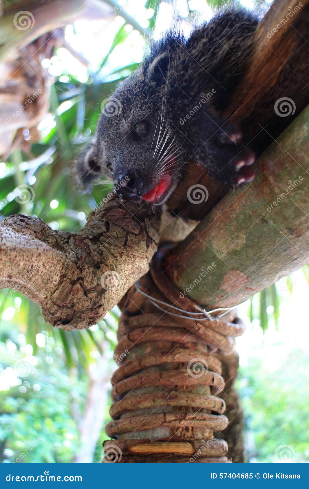 Bearcat stock image. Image of chonburi, bearcat, kheaw - 57404685