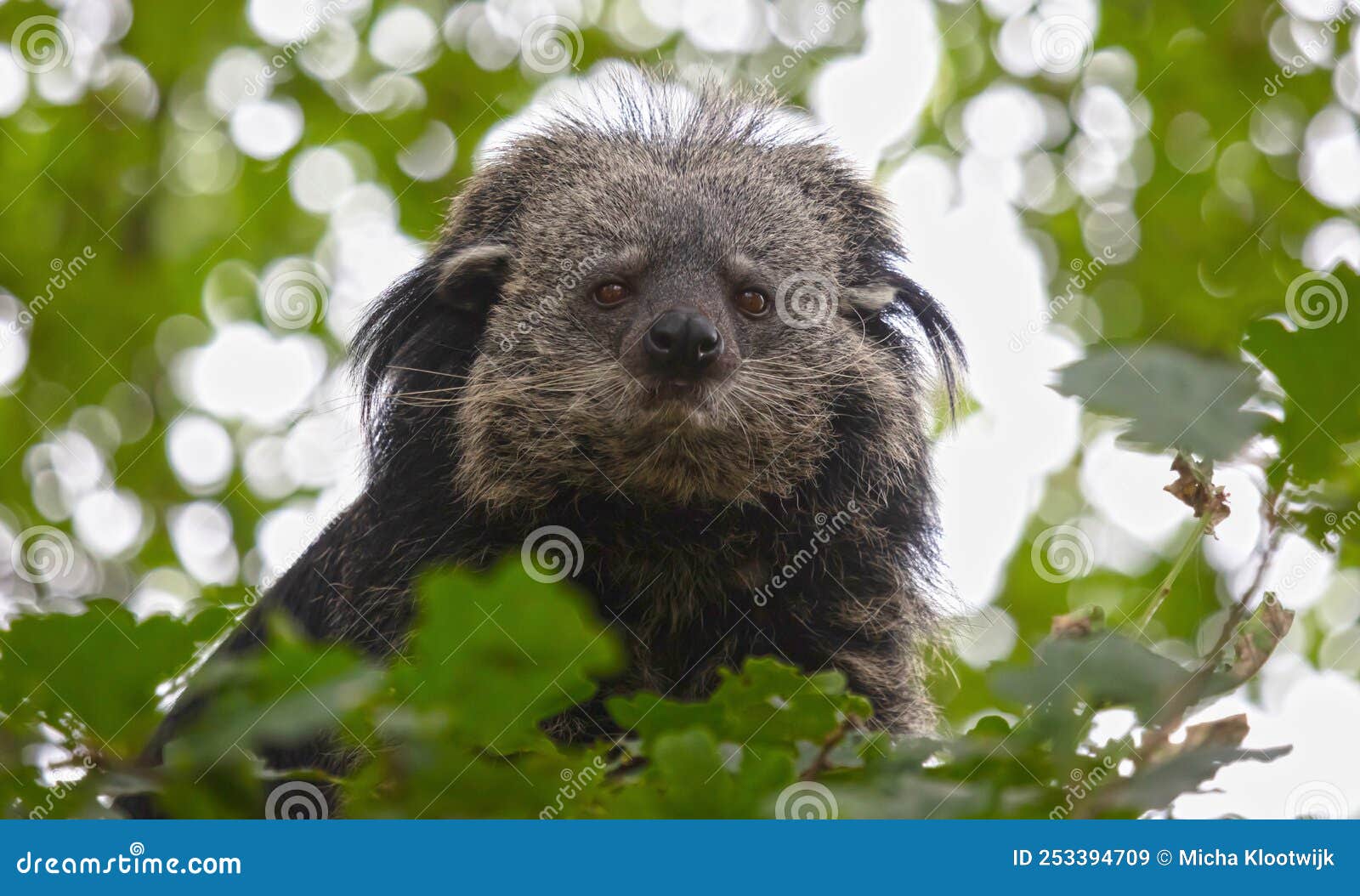 Bearcat, Its Scientific Name is Arctictis Binturong Stock Image - Image ...
