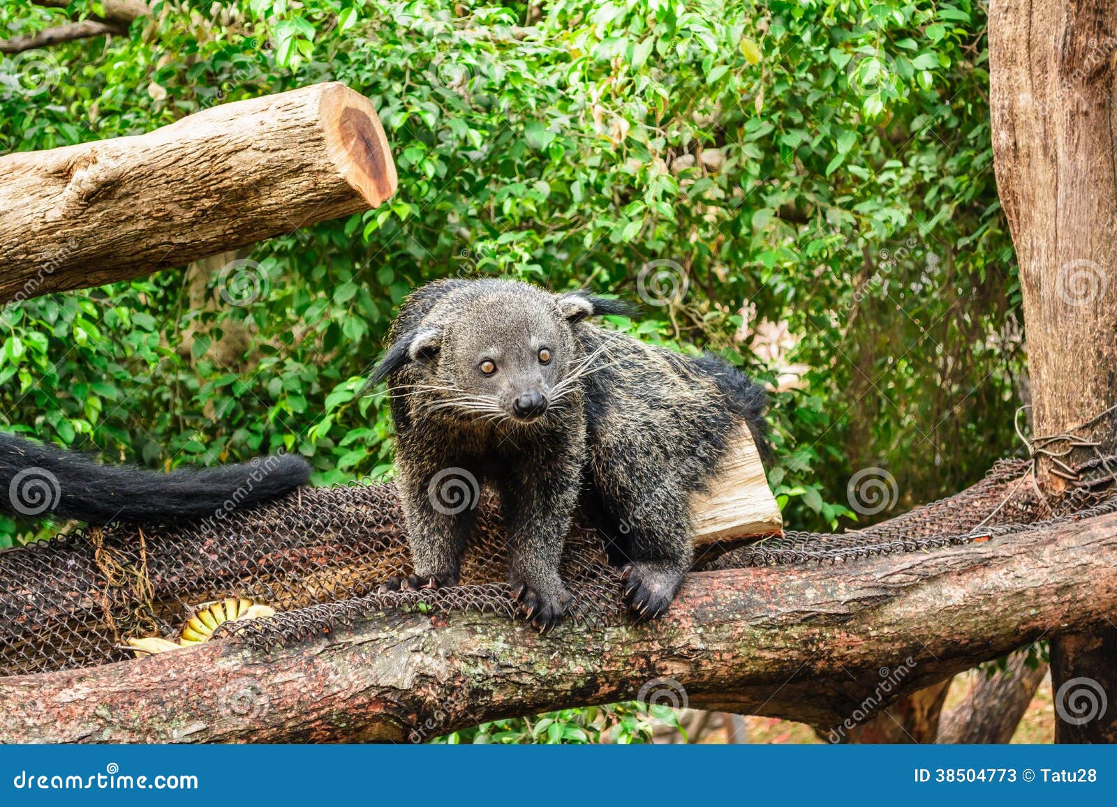 Bearcat. 4 stock image. Image of environmental, forest - 38504773