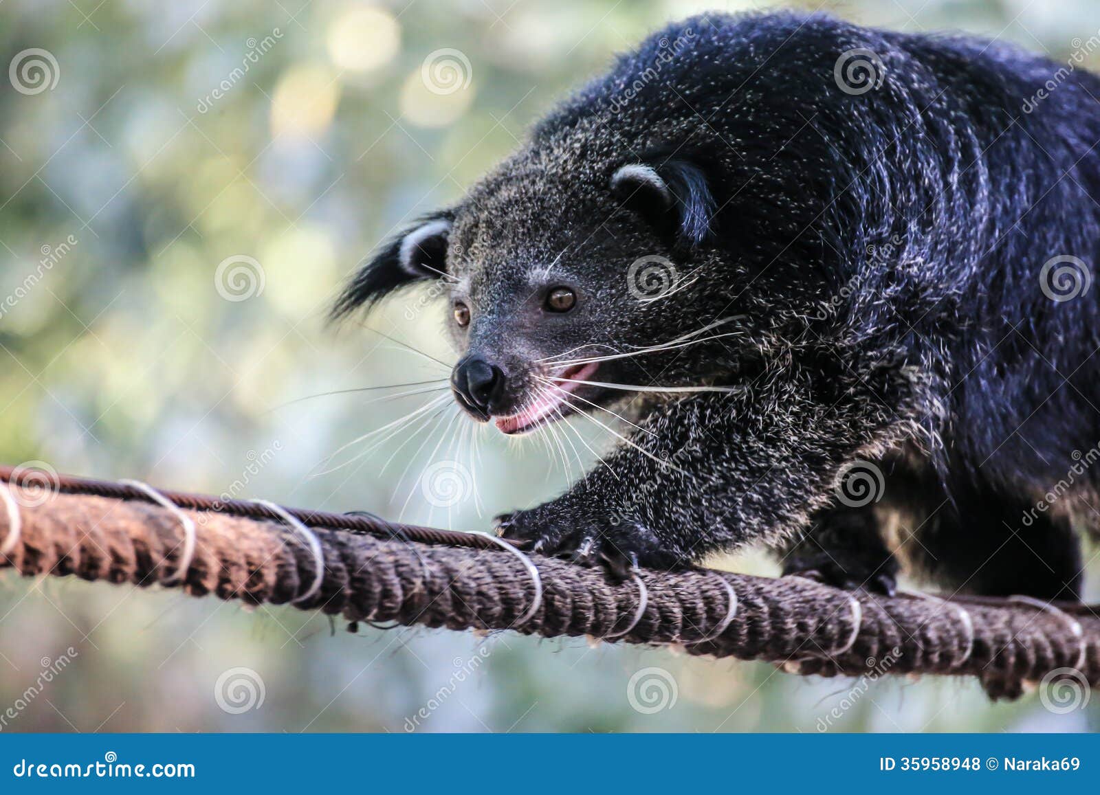 Bearcat Stock Image | CartoonDealer.com #35580151