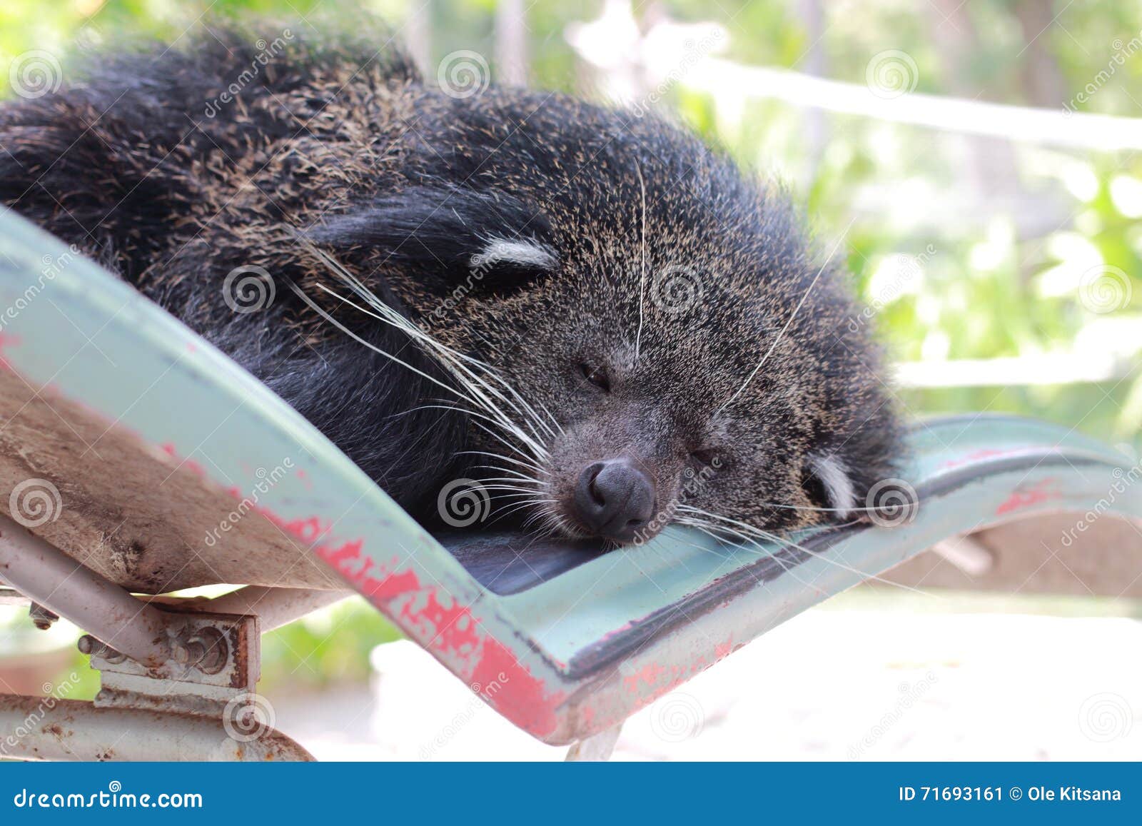 Bearcat stock image. Image of wildlife, bear, bearcat - 71693161