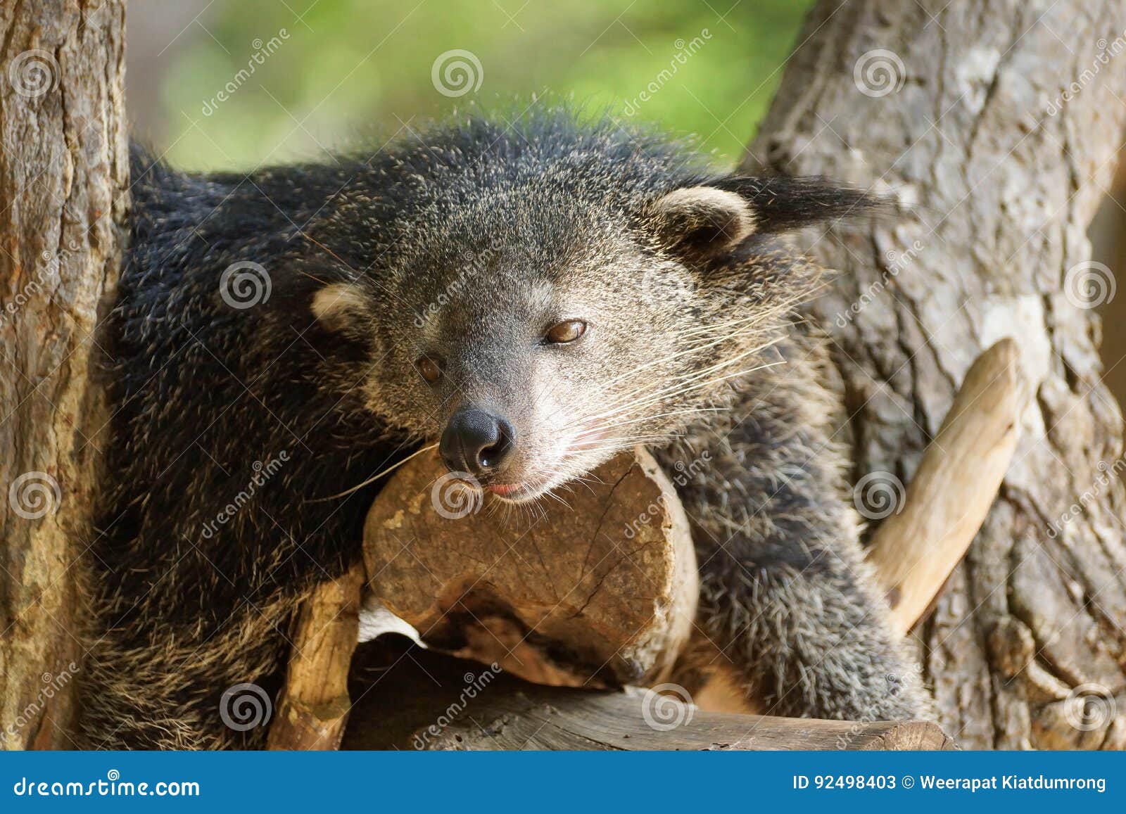 Bearcat sleeping on a tree stock image. Image of bearcat - 92498403