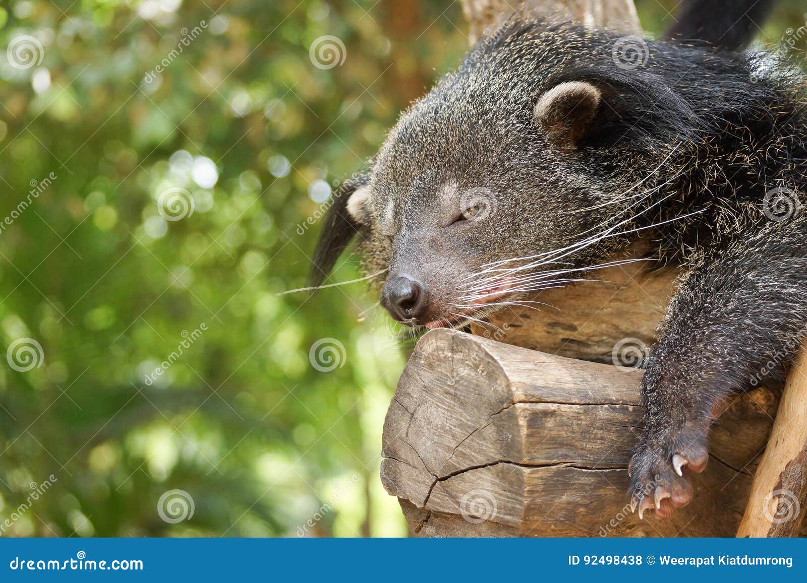 Bearcat sleeping on a tree stock photo. Image of wildlife - 92498438