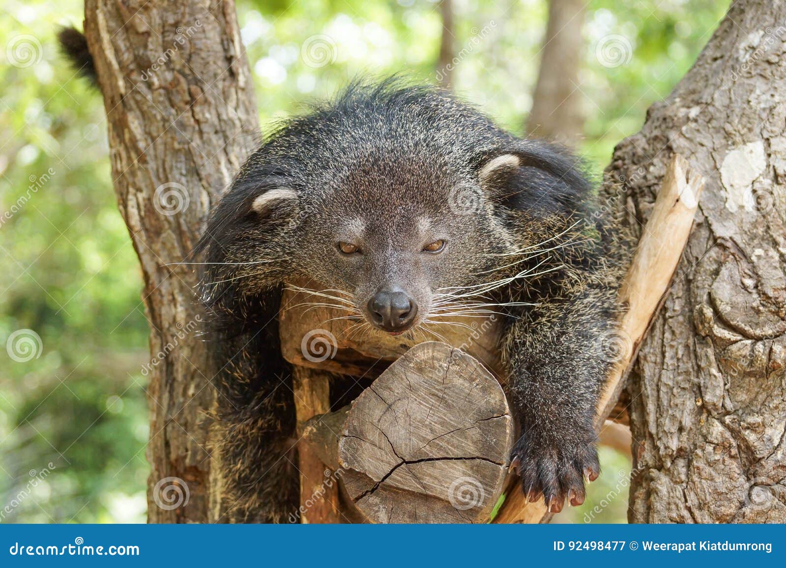 Bearcat sleeping on a tree stock image. Image of endangered - 92498477