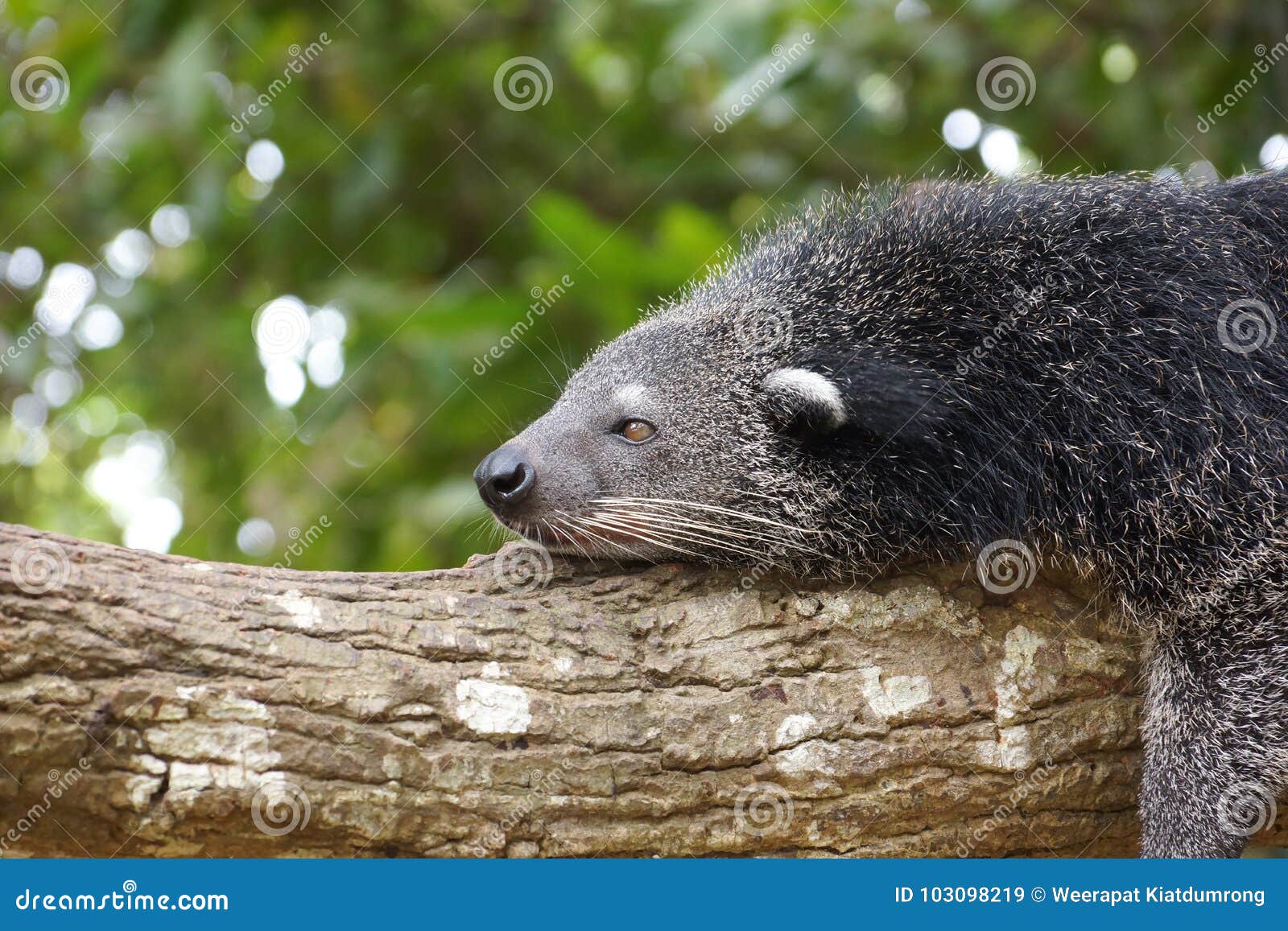Bearcat sleeping on a tree stock image. Image of endangered - 103098219