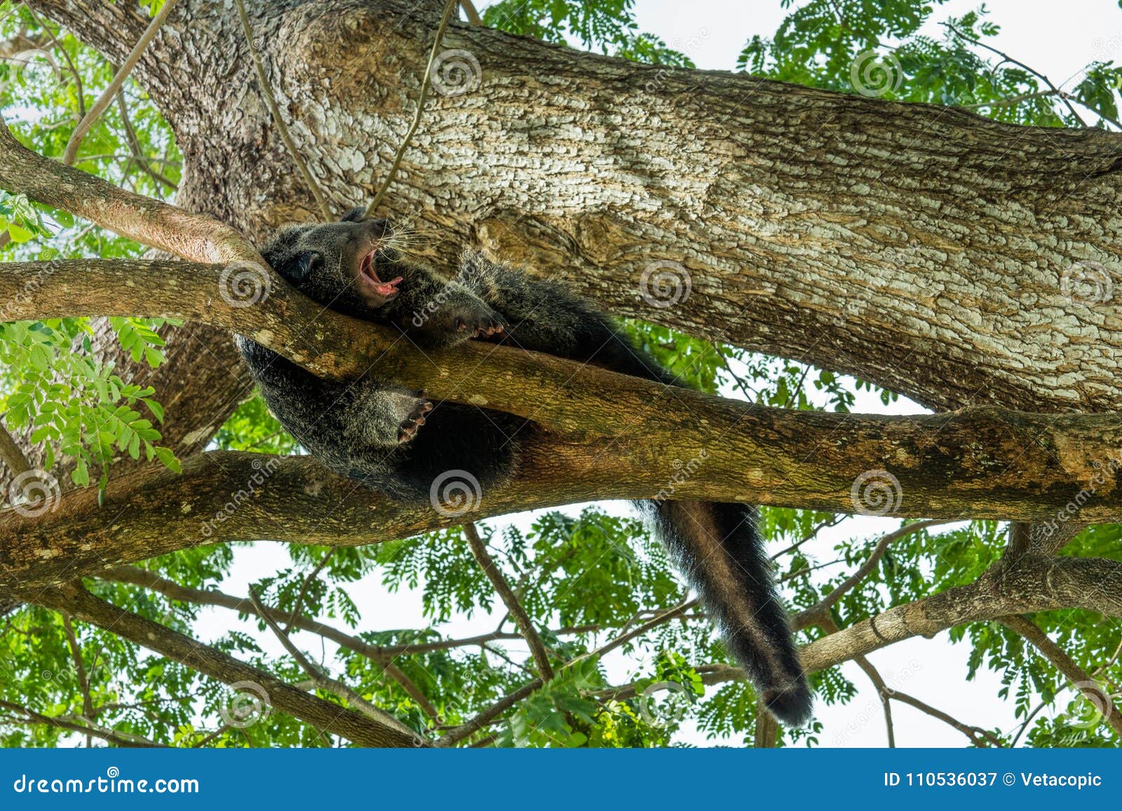 Bearcat Sleeping in Springday Stock Image - Image of black, wildlife ...