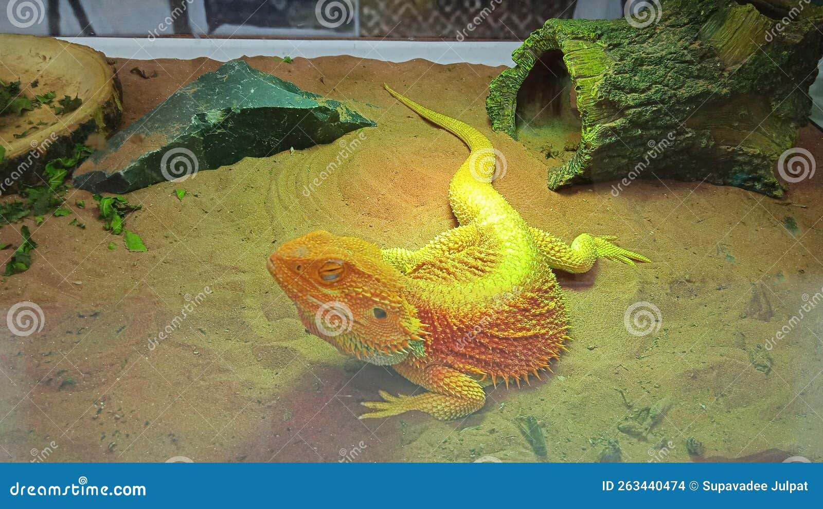 The beard dragon stock photo. Image of amphibians, reptile - 263440474
