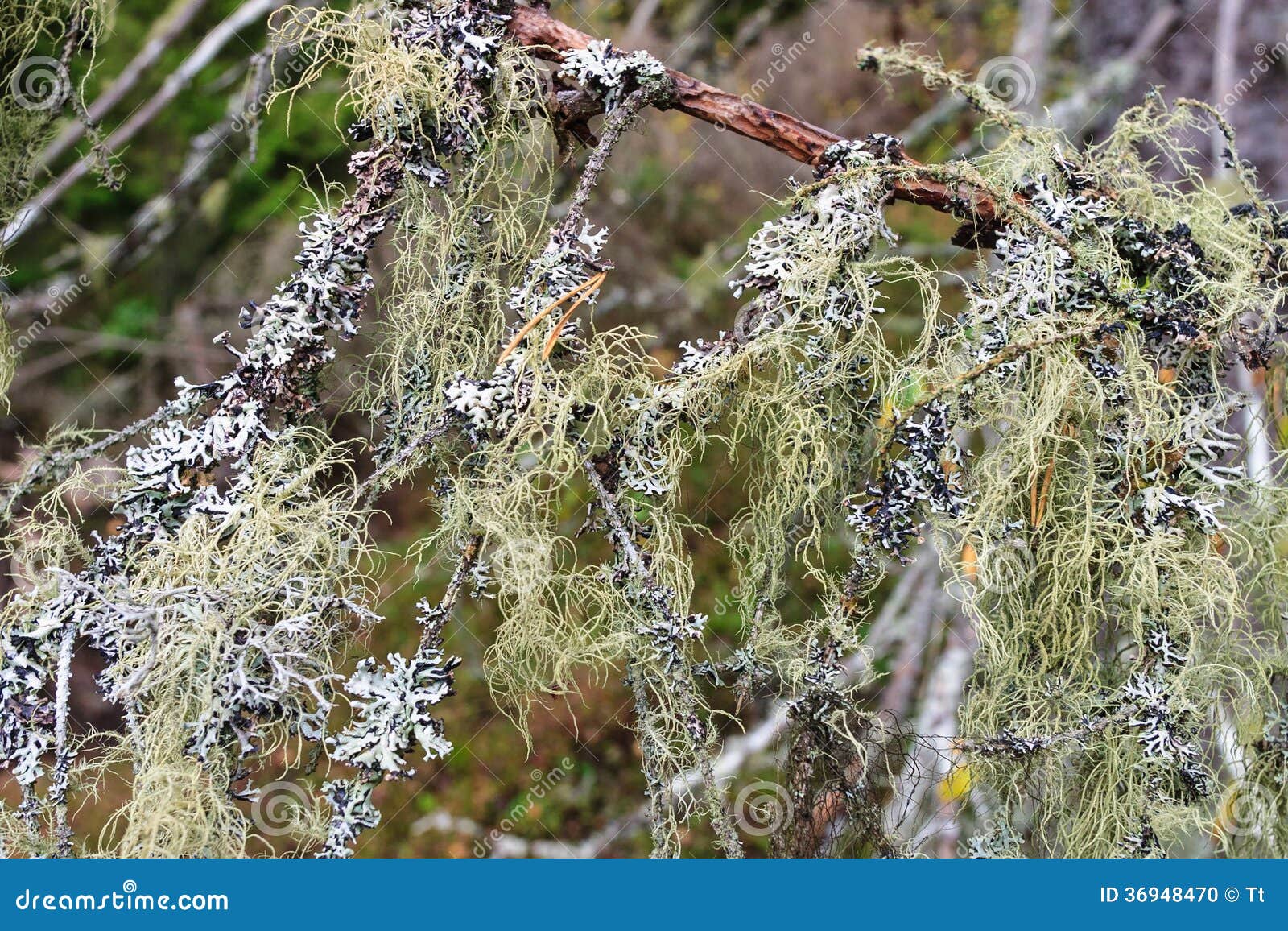 Beard lichen stock photo. Image of natural, detail, macro - 36948470