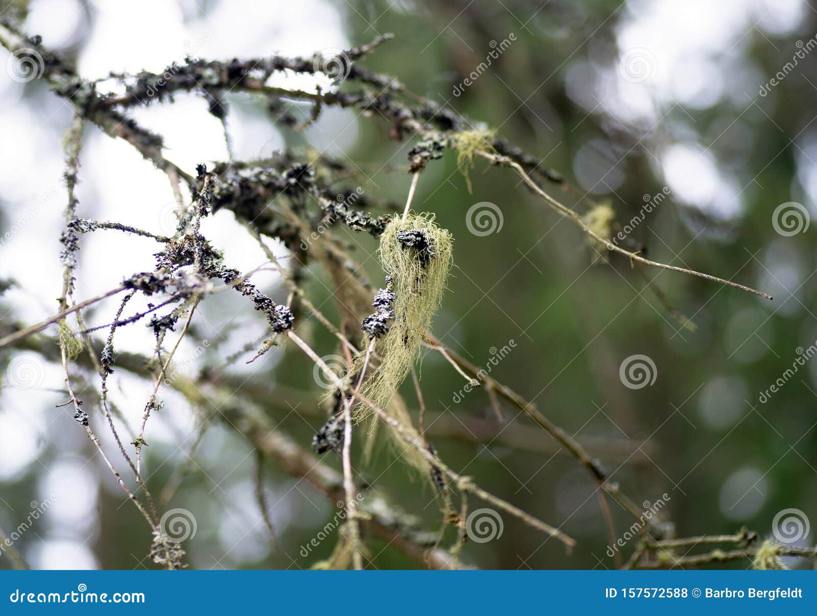 Beard Lichen Hanging on a Coniferous Tree Stock Photo - Image of ...