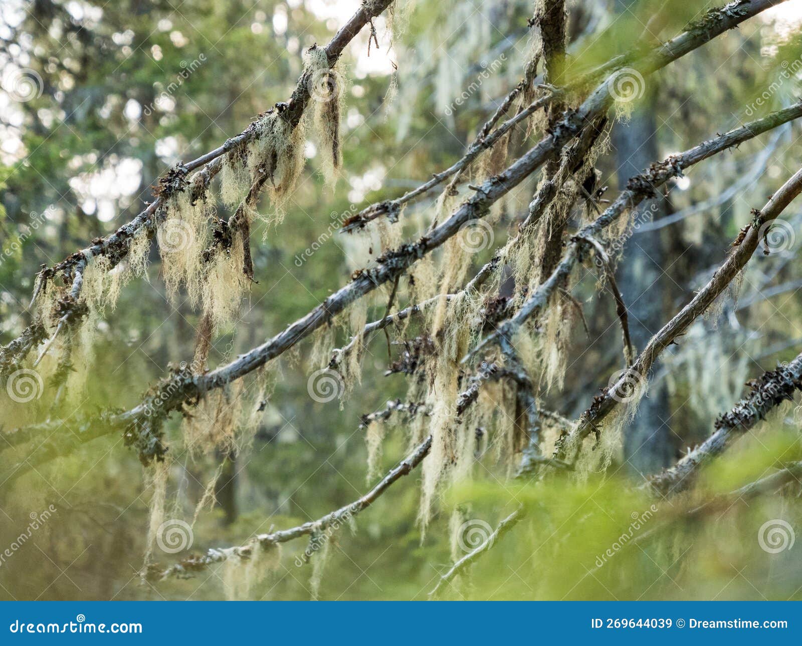 Beard Lichen Hanging on Old Spruce Branches Stock Image - Image of ...