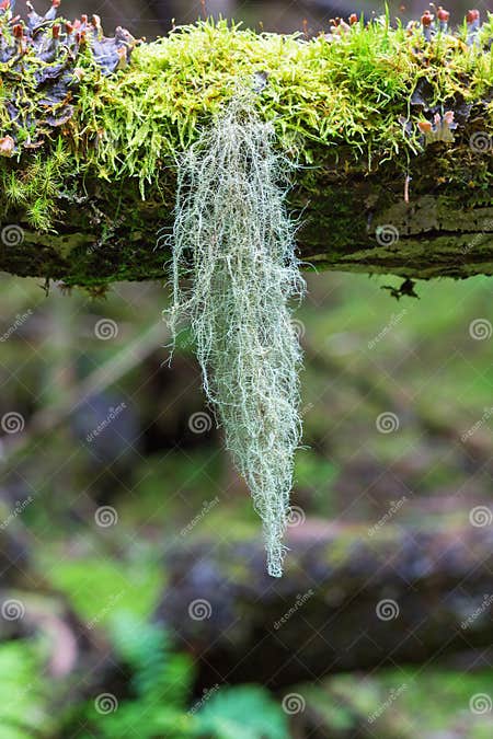 Beard Lichen Hanging from a Tree Branch Stock Image - Image of green ...