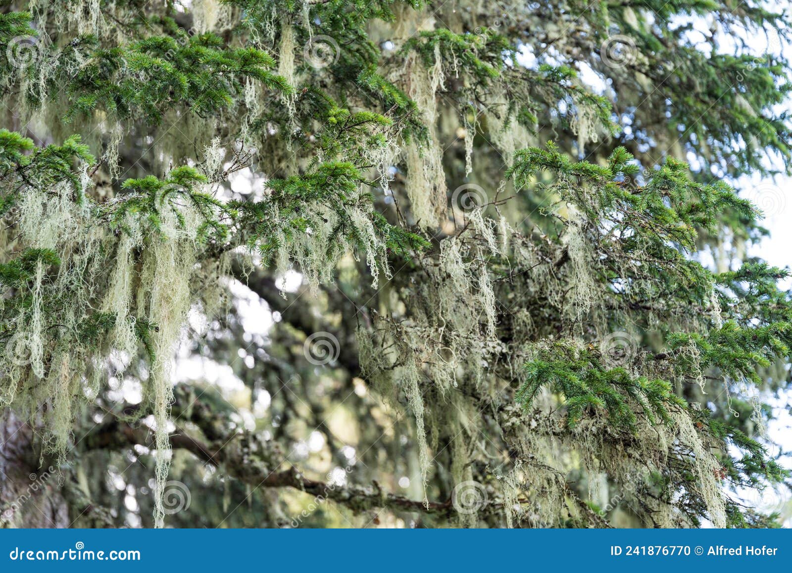 Beard Lichen on Spruces - Close-up Usnea Stock Photo - Image of flora ...