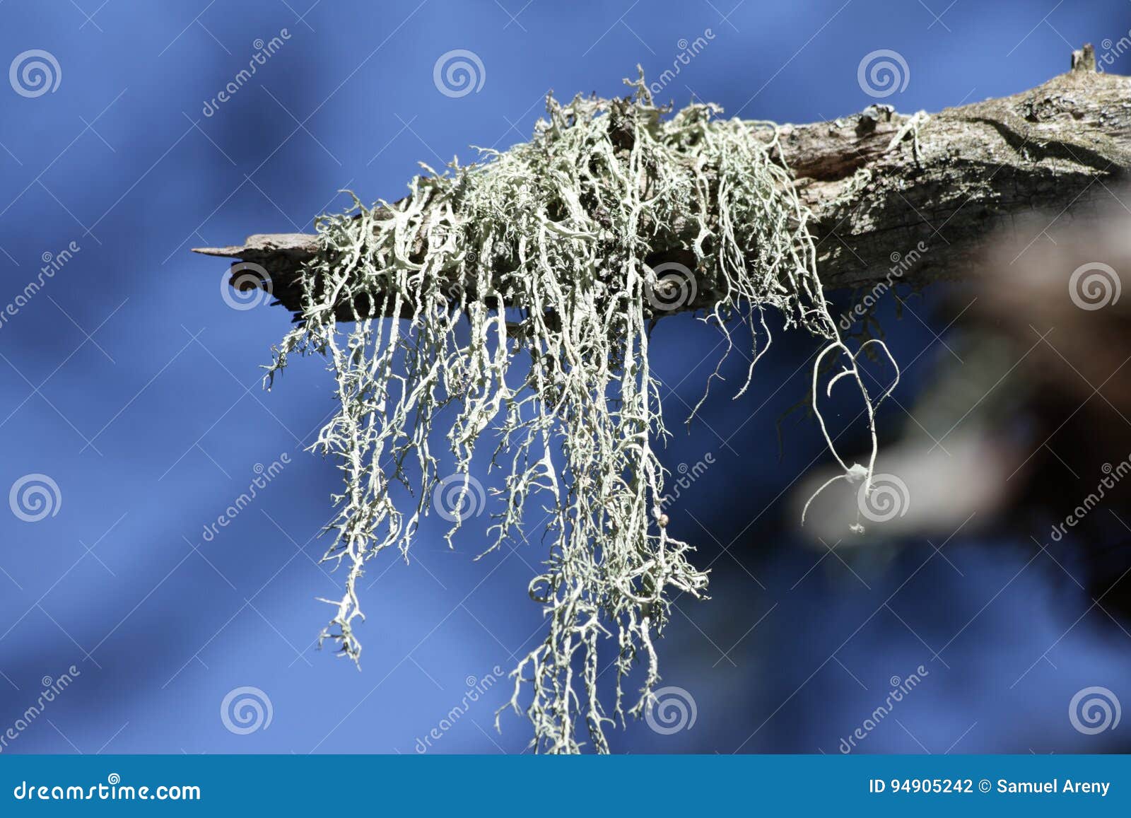 Beard lichen or tree moss stock photo. Image of barbata - 94905242