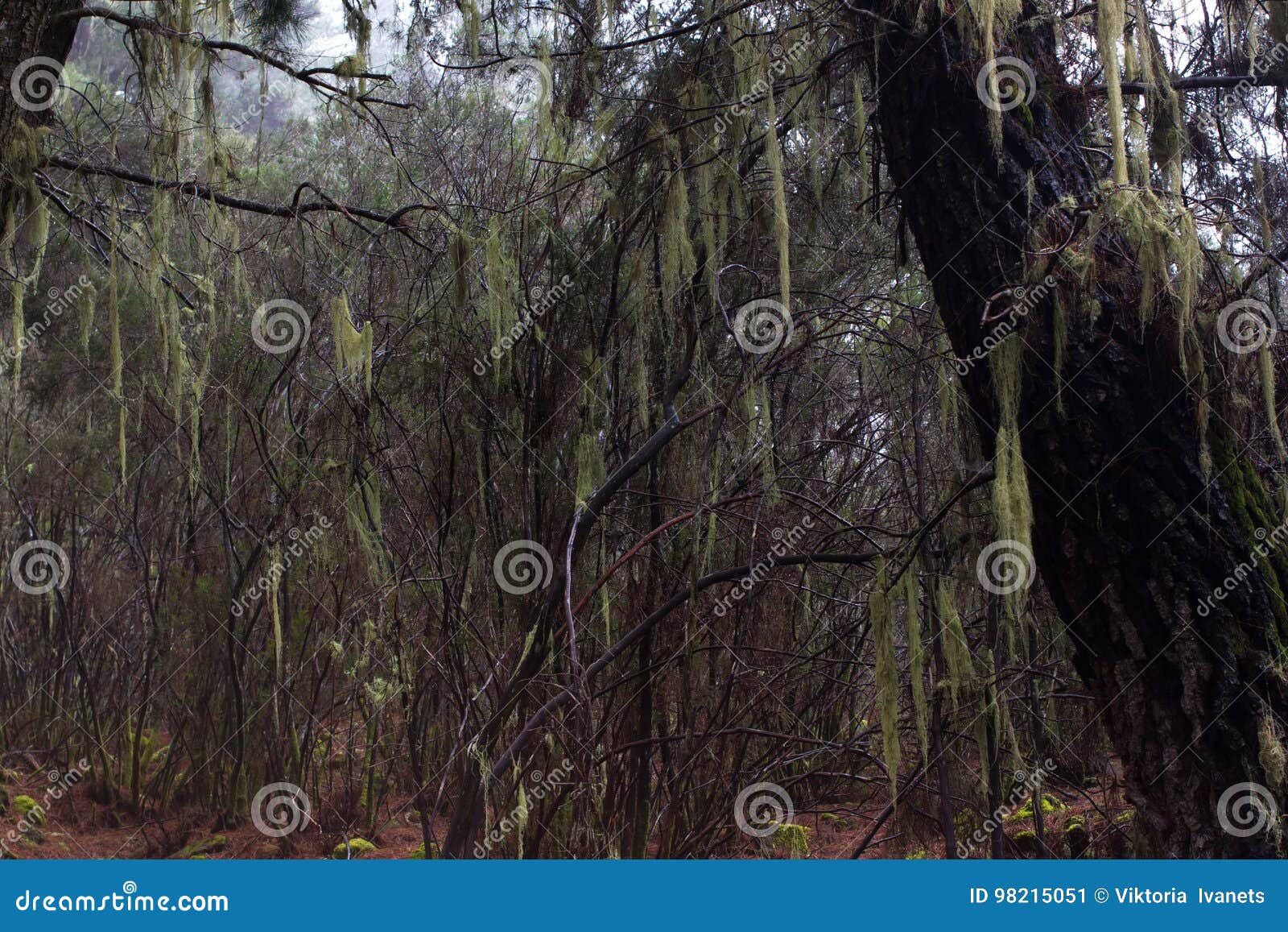 Beard Lichen Tree. Usnea. Humid Forest Stock Image - Image of epiphytic ...