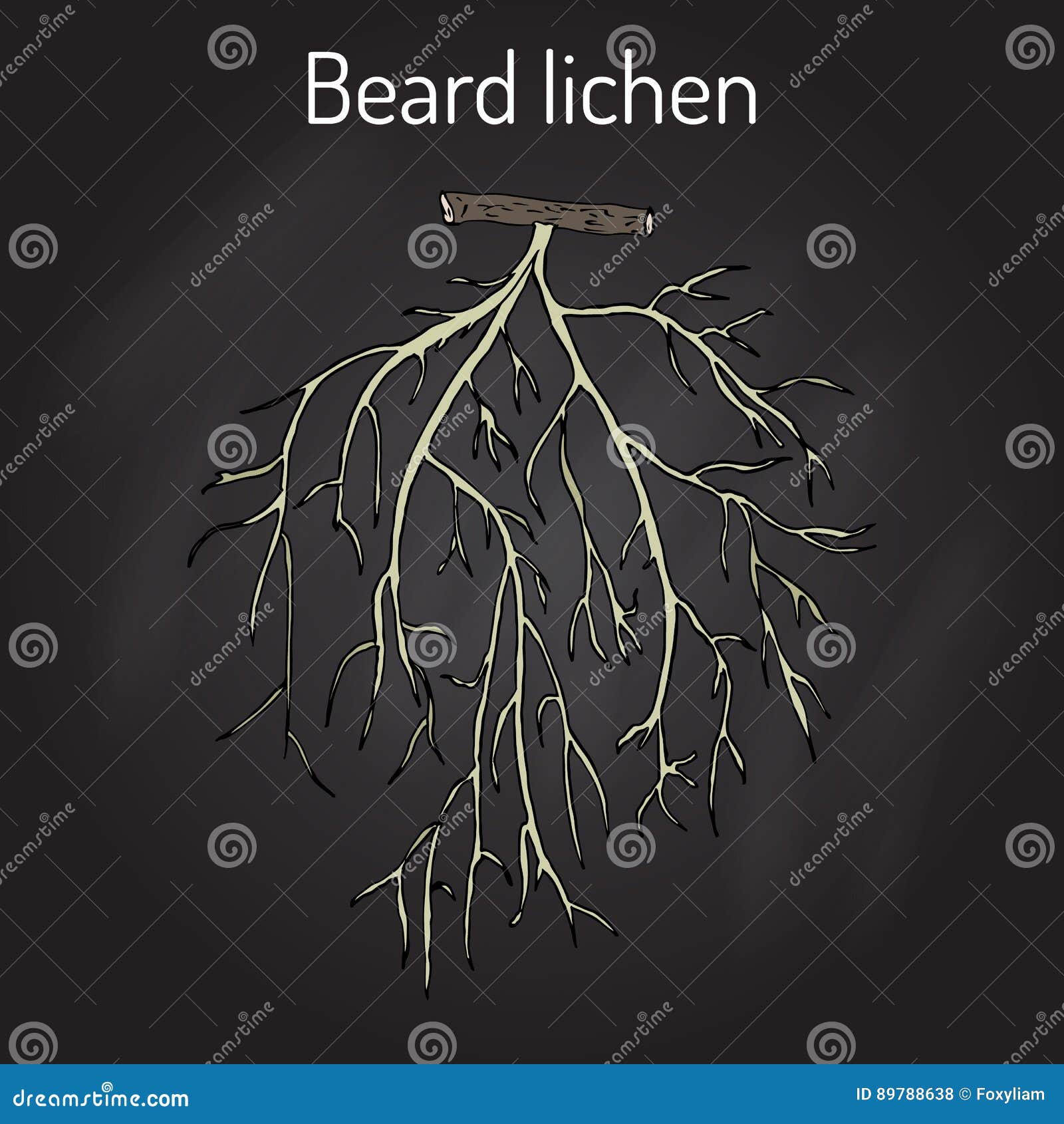 Beard Lichen Or Usnea Barbata, Vintage Engraving Vector Illustration ...