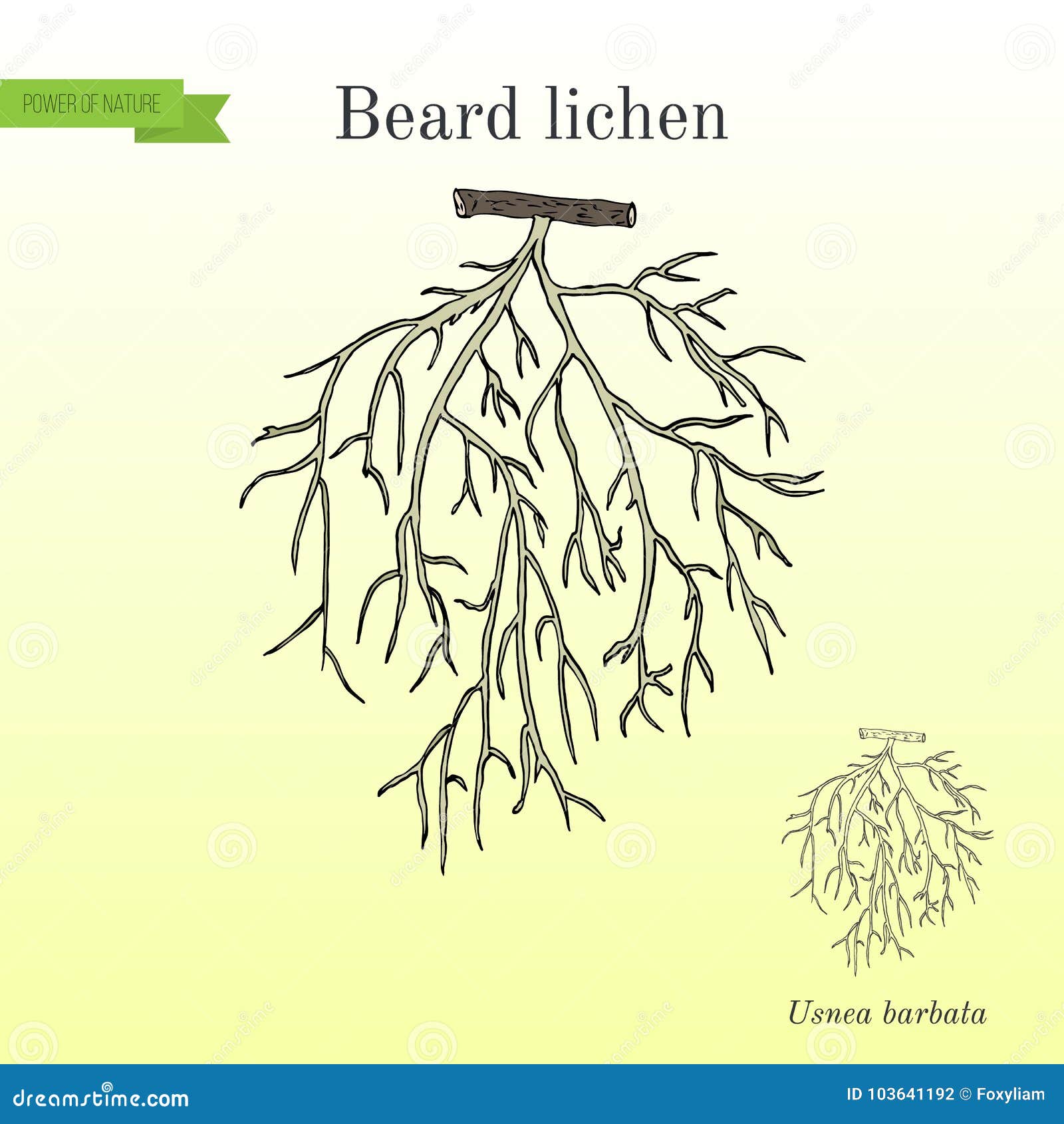 Beard Lichen Usnea Barbata , or Tree Moss Stock Vector - Illustration ...
