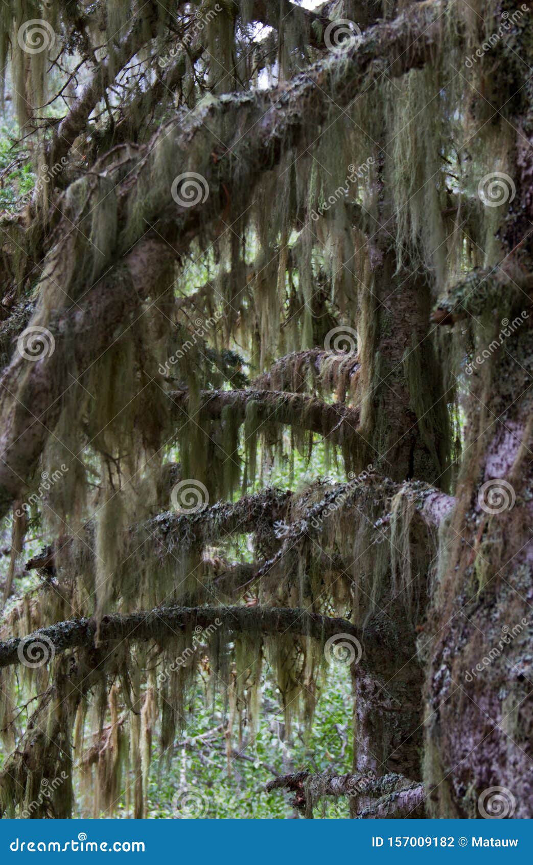 Beard Lichens in Pine Trees Stock Photo - Image of spooky, lichens ...