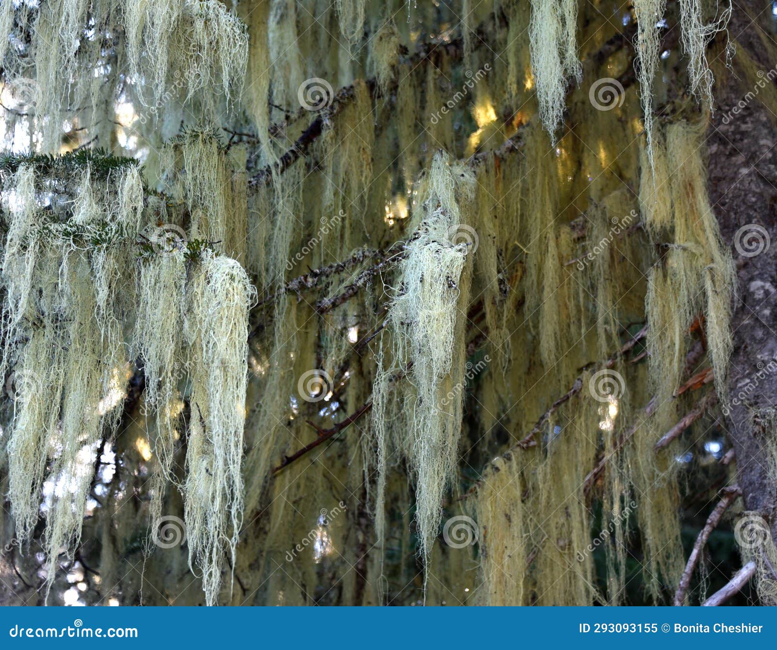 Beard Like Hanging Moss stock image. Image of stringy - 293093155