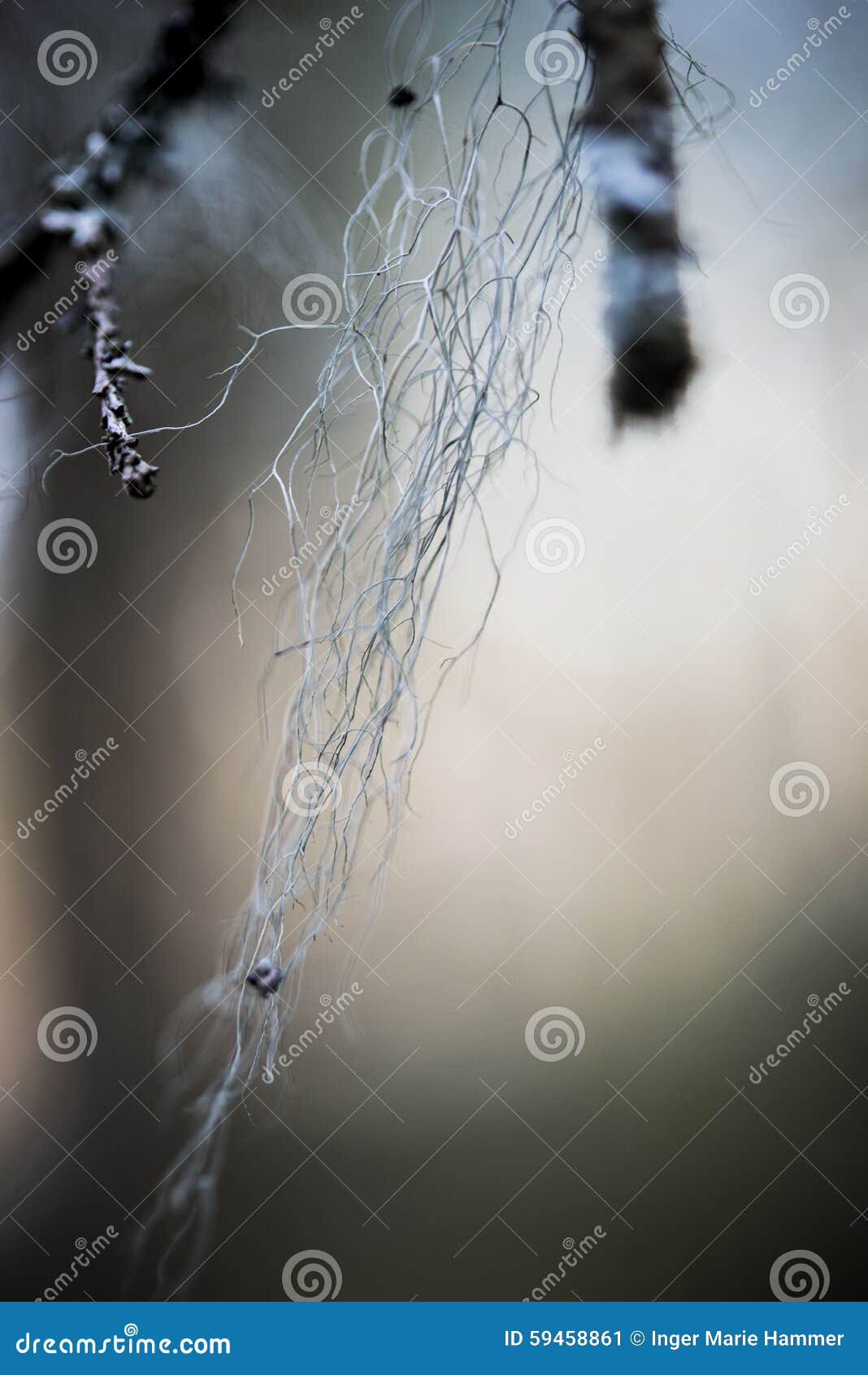 Beard stock image. Image of forest, black, tree, photograph - 59458861