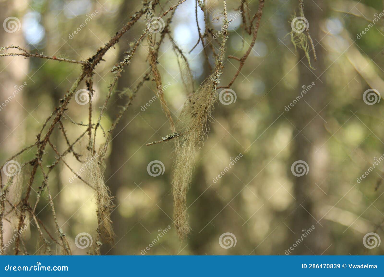 Beard Moss Hanging from Tree Branch Stock Image - Image of forest, moss ...