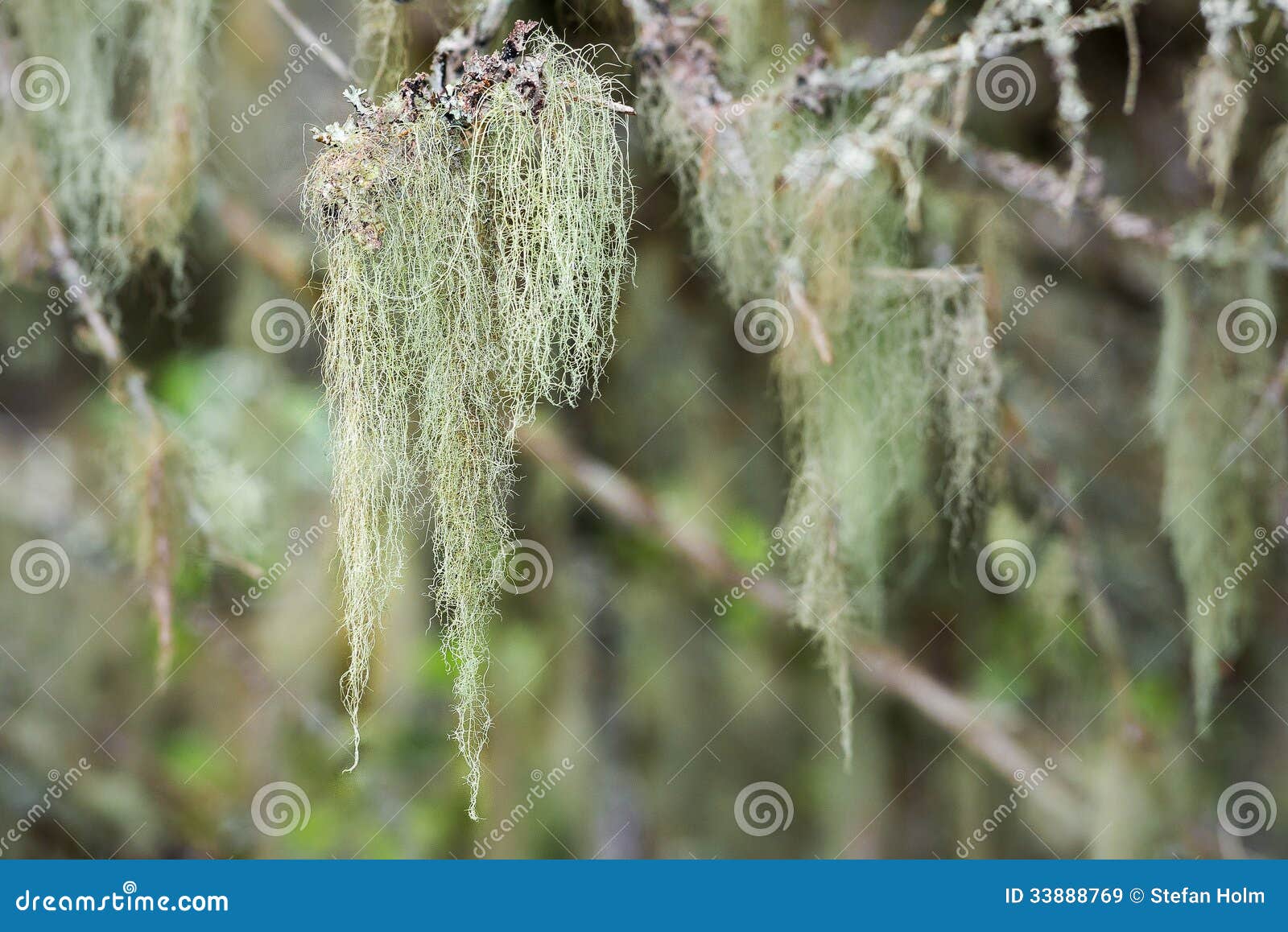 Beard moss stock image. Image of foliage, natural, forest - 33888769