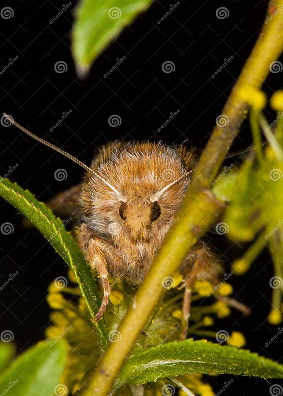 Bearded stock image. Image of hairy, insect, face, leafs - 24870893