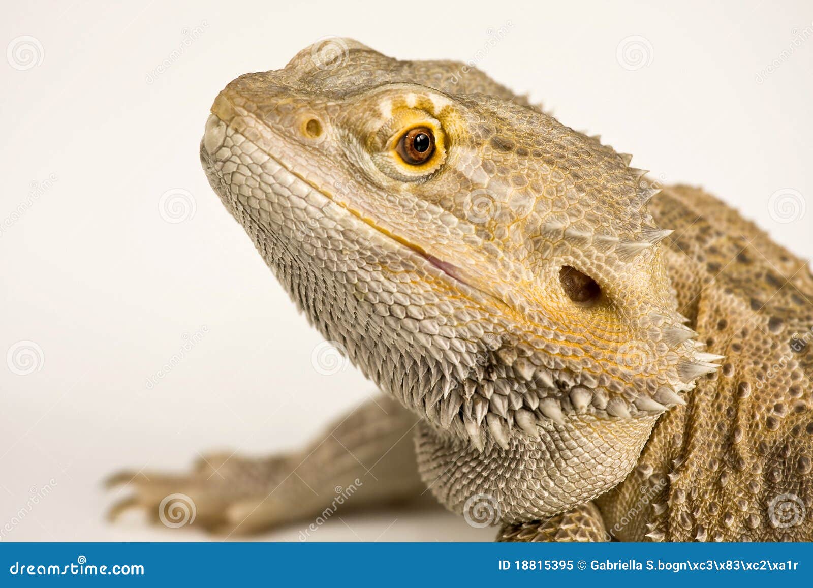 Bearded Agama,Dragon stock image. Image of reptile, staring - 18815395