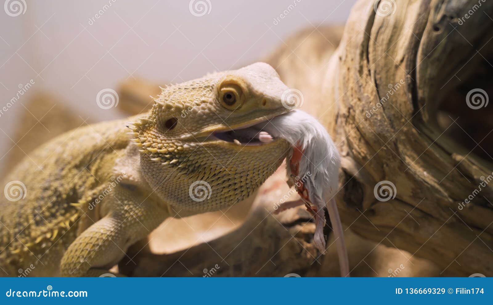 Bearded agama eat mouse stock video. Video of isolated - 136669329