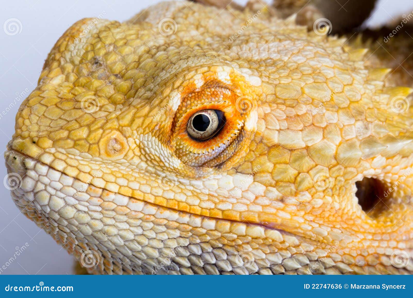 259 Lizard Stares Stock Photos - Free & Royalty-Free Stock Photos from ...