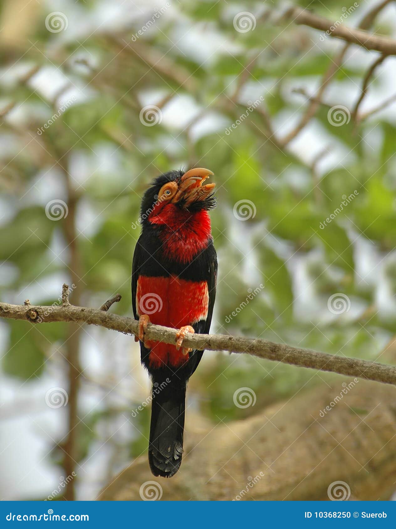 Bearded Barbet stock photo. Image of comical, travel - 10368250