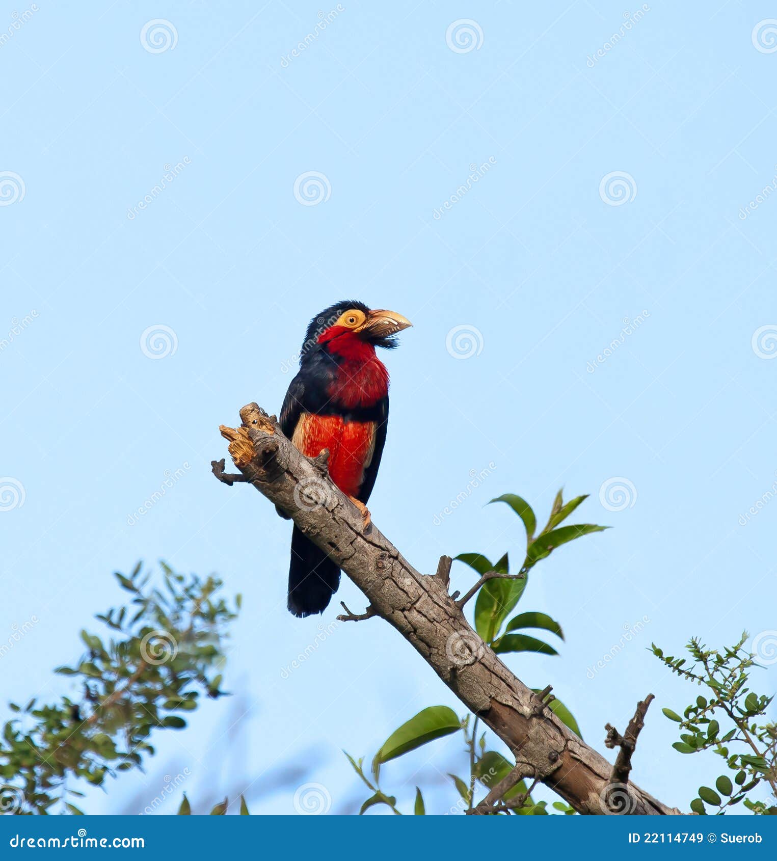 Bearded Barbet - Lybius Dubius An African Barbet. Stock Photography ...