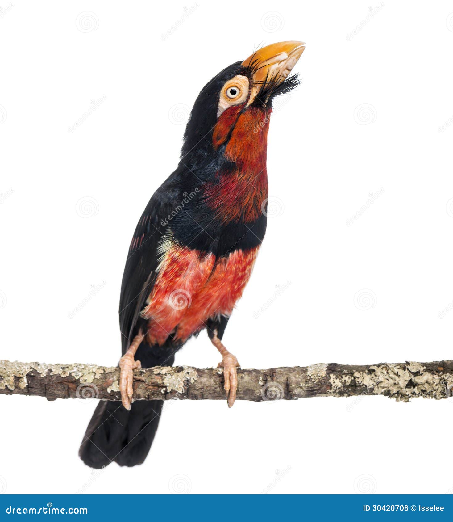 Bearded Barbet on a Branch - Lybius Dubius Stock Photo - Image of shot ...