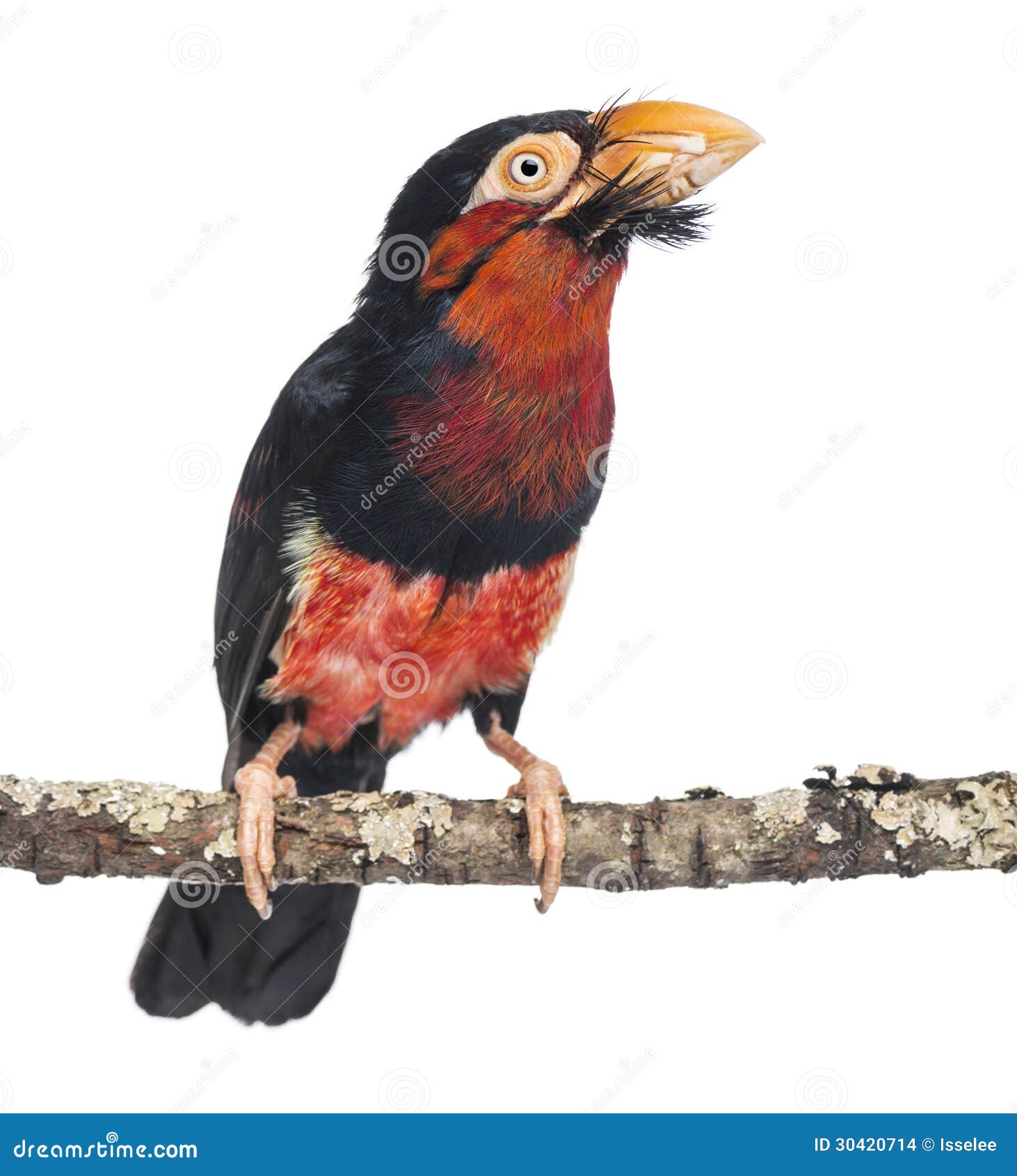 Bearded Barbet on a Branch - Lybius Dubius Stock Photo - Image of wild ...