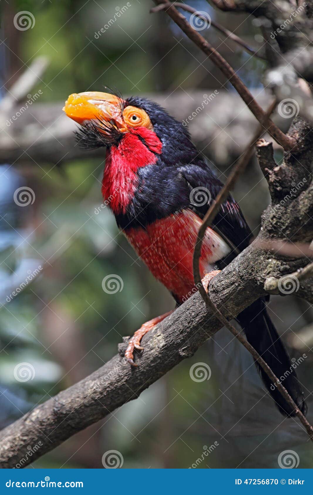 Bearded Barbet (Lybius Dubius) Stock Photo - Image of branch, dubius ...