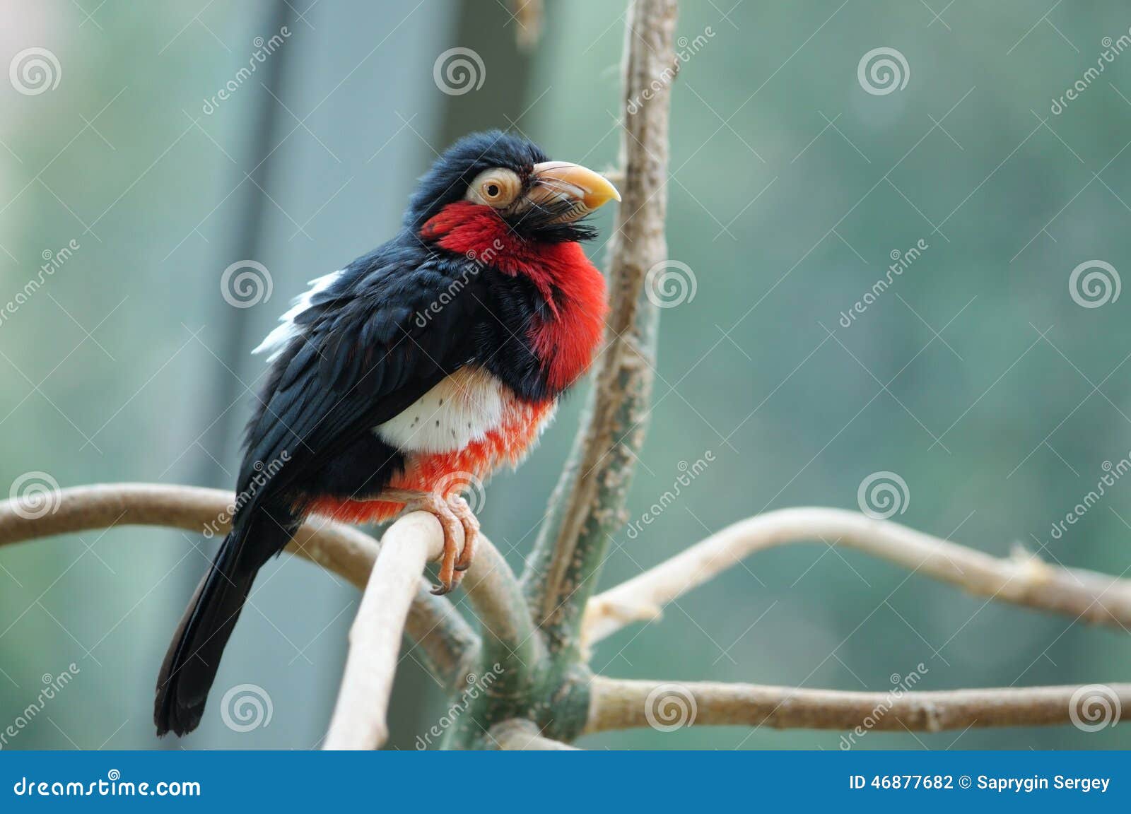 The bearded barbet stock photo. Image of bird, background - 46877682