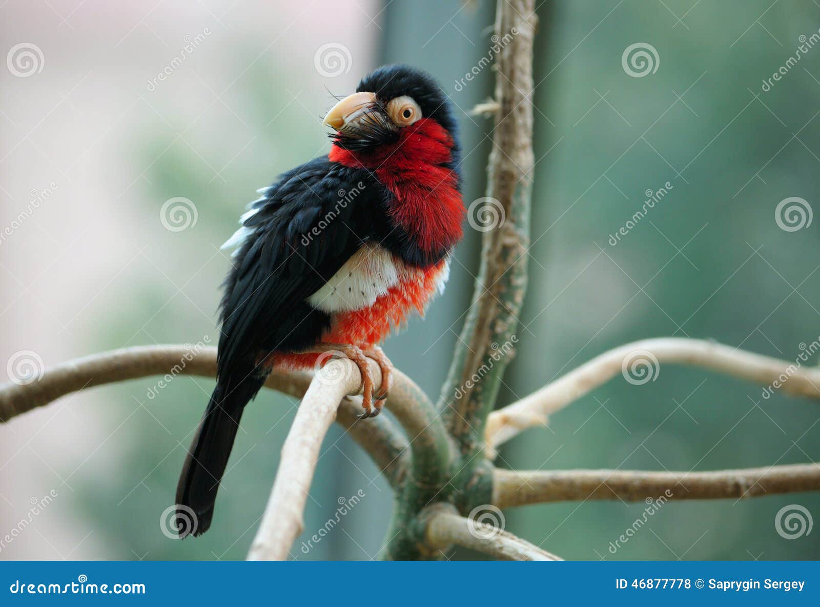 The bearded barbet stock photo. Image of aves, lybiidae - 46877778