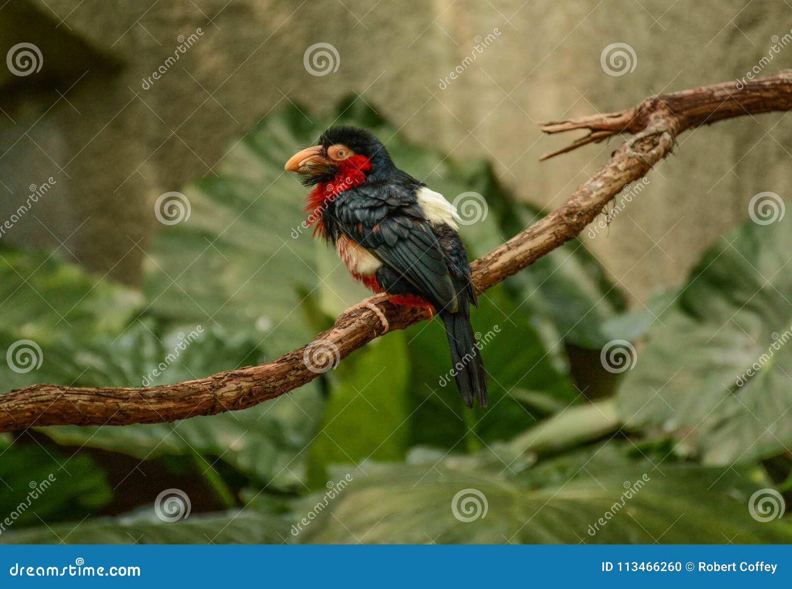 A Bearded Barbet stock photo. Image of perched, view - 113466260