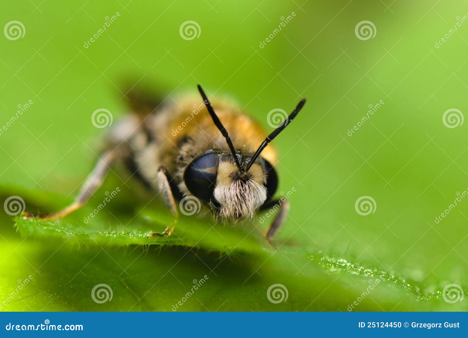 Bearded Bee with Two-colored Eyes Stock Photo - Image of buzz, colored ...