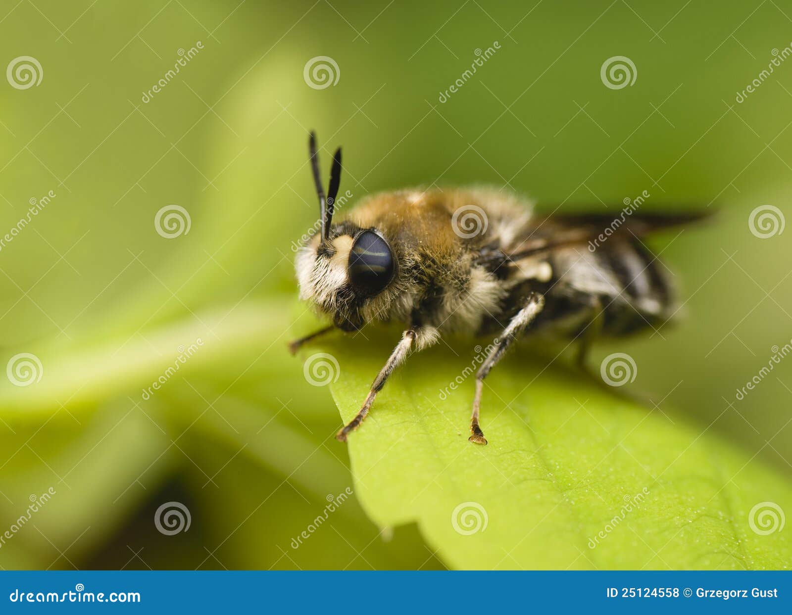 Bearded Bee with Two-colored Eyes Stock Photo - Image of detail, insect ...
