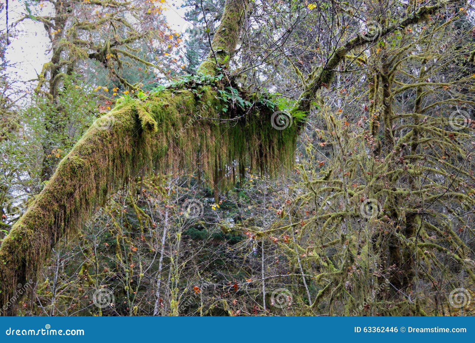 Bearded Branch stock photo. Image of sitting, wood, moss - 63362446