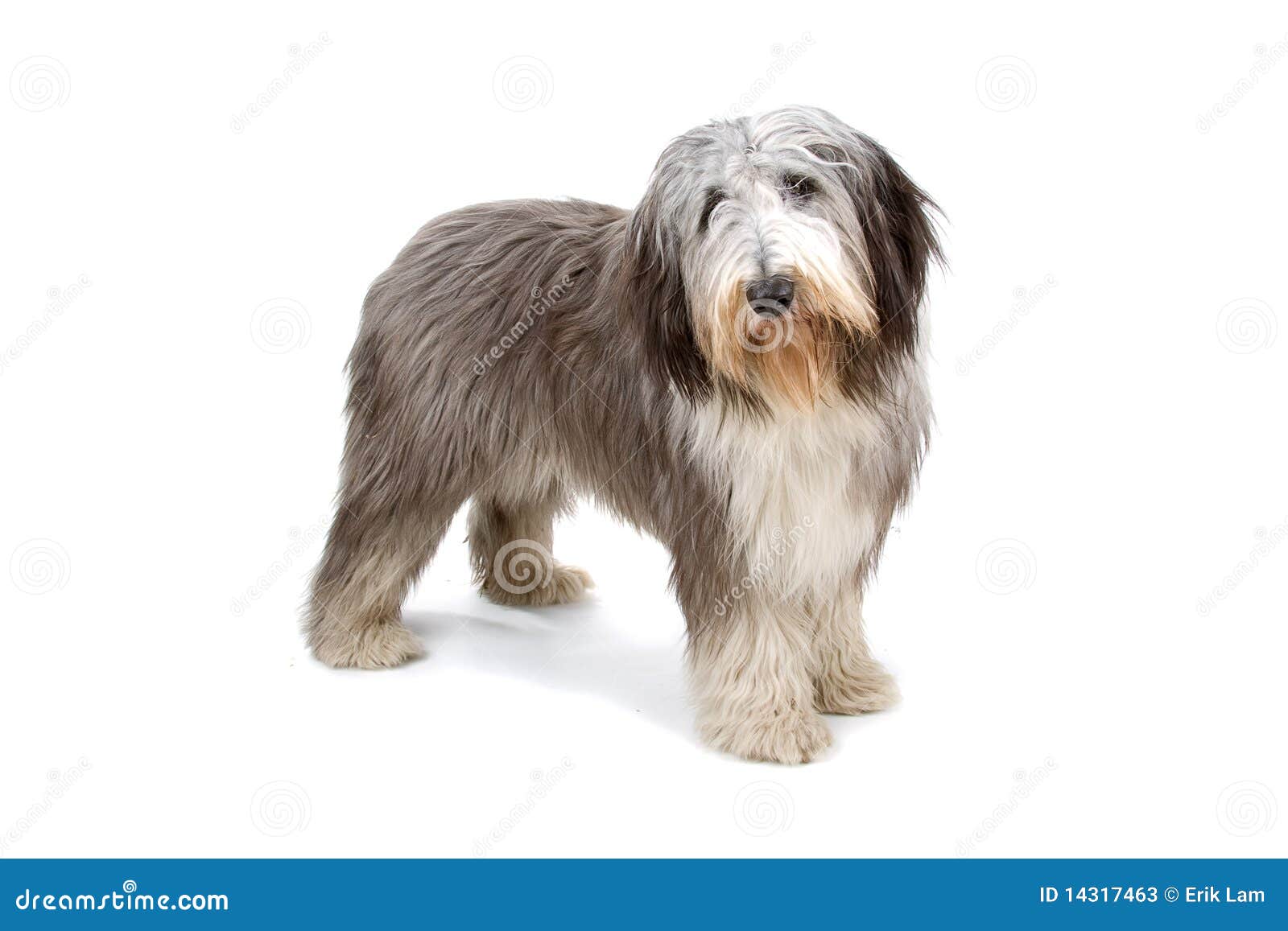 Bearded collie stock image. Image of white, bred, sheepdog - 14317463