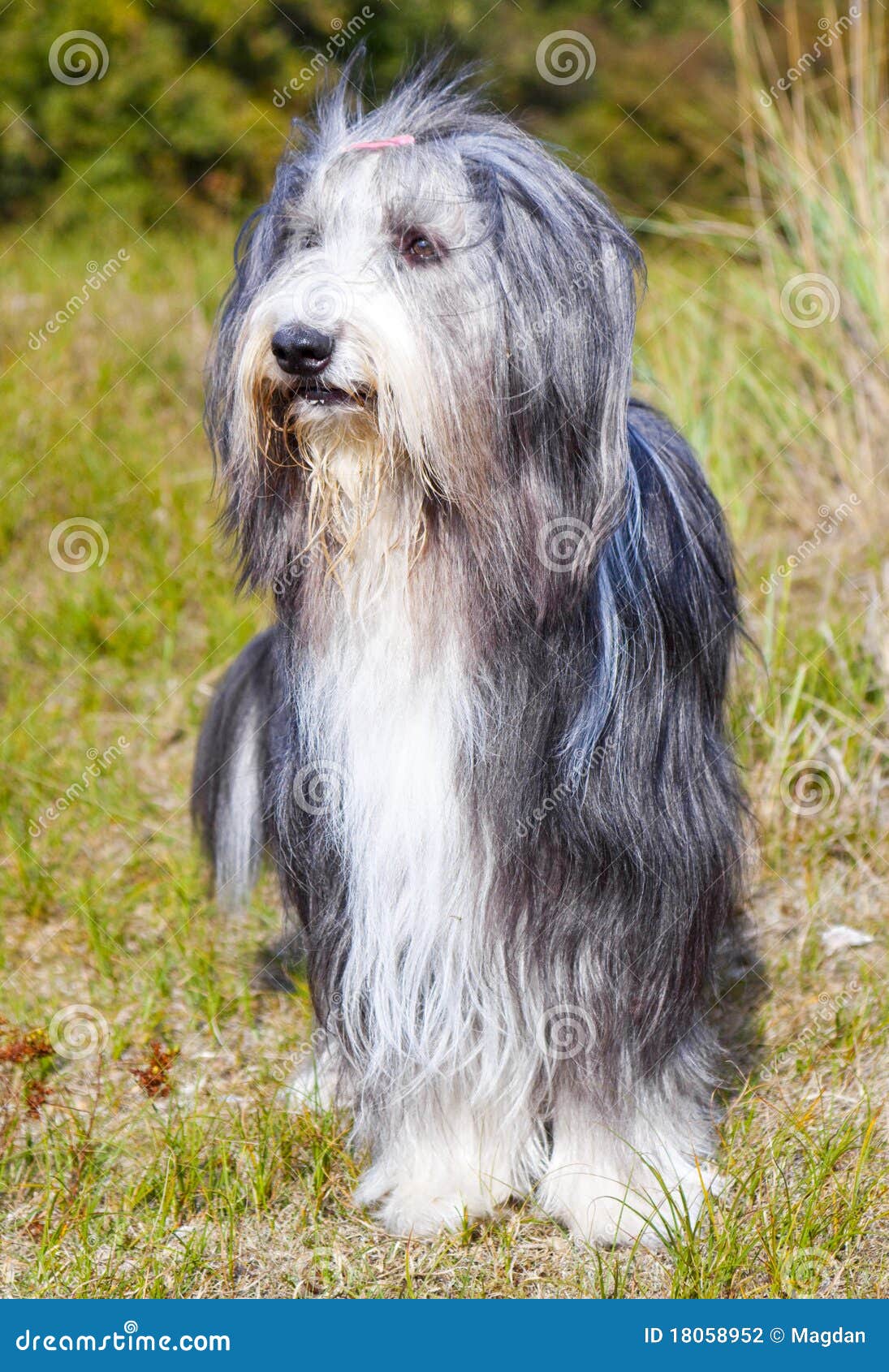 Bearded Collie. stock photo. Image of nature, outside - 18058952
