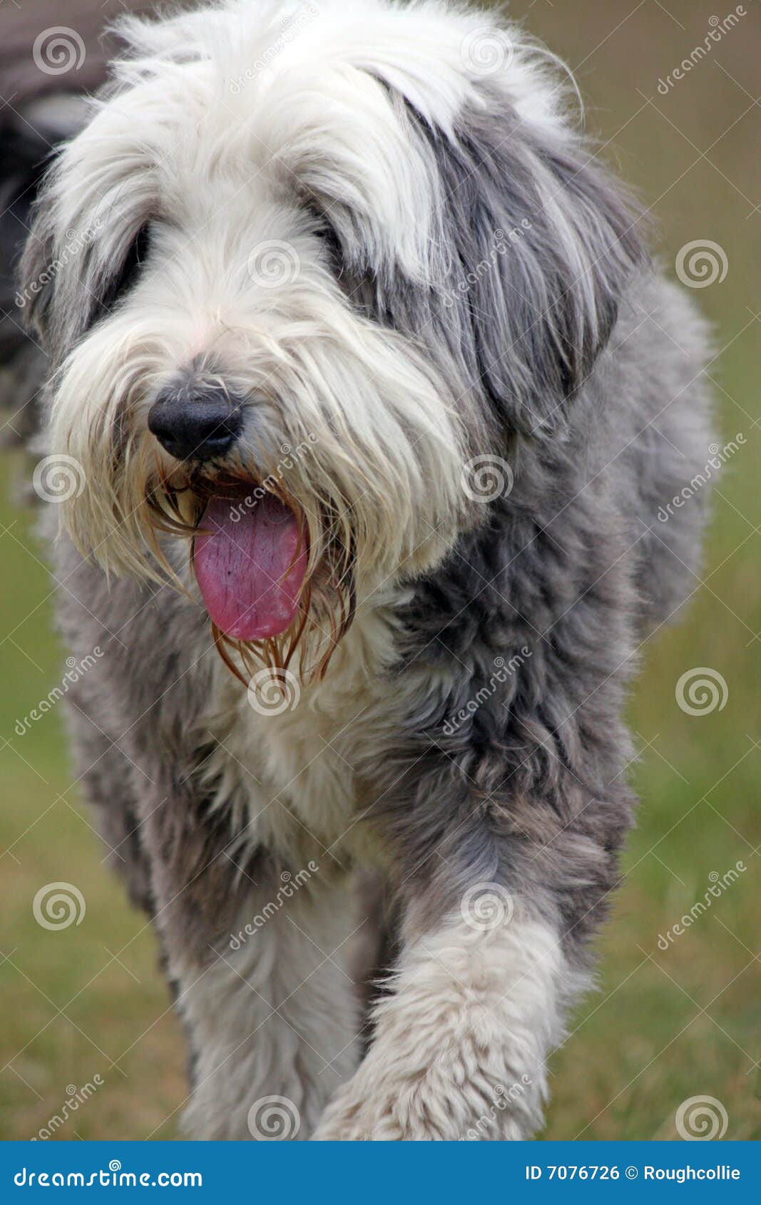 Bearded Collie stock photo. Image of portrait, pant, pedigree - 7076726
