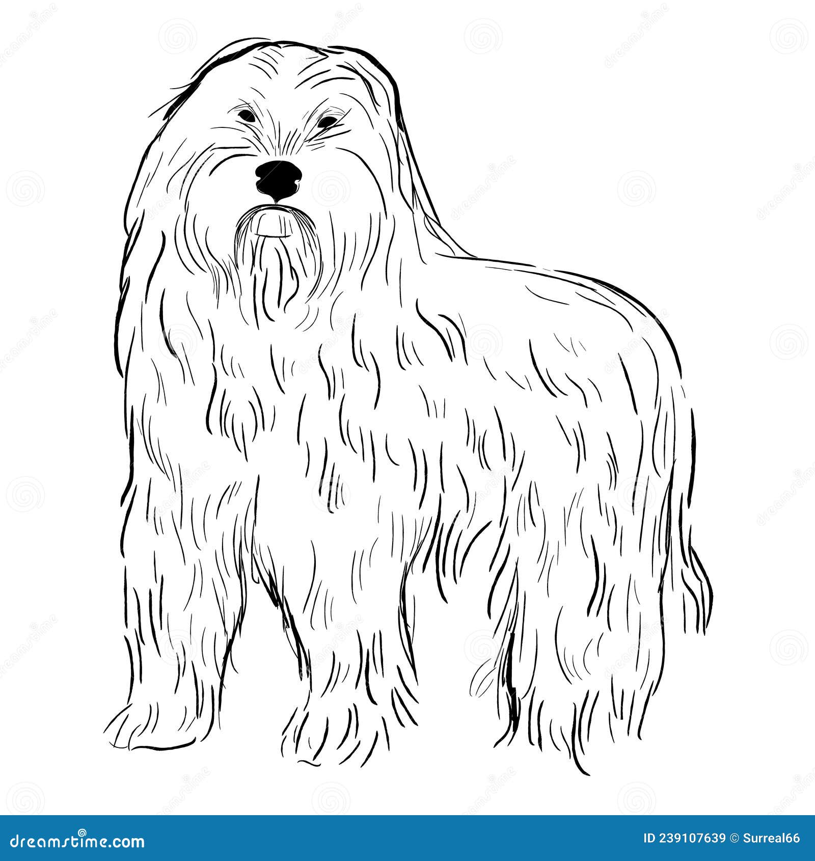 Bearded Collie Dog Isolated on White Background Stock Vector ...