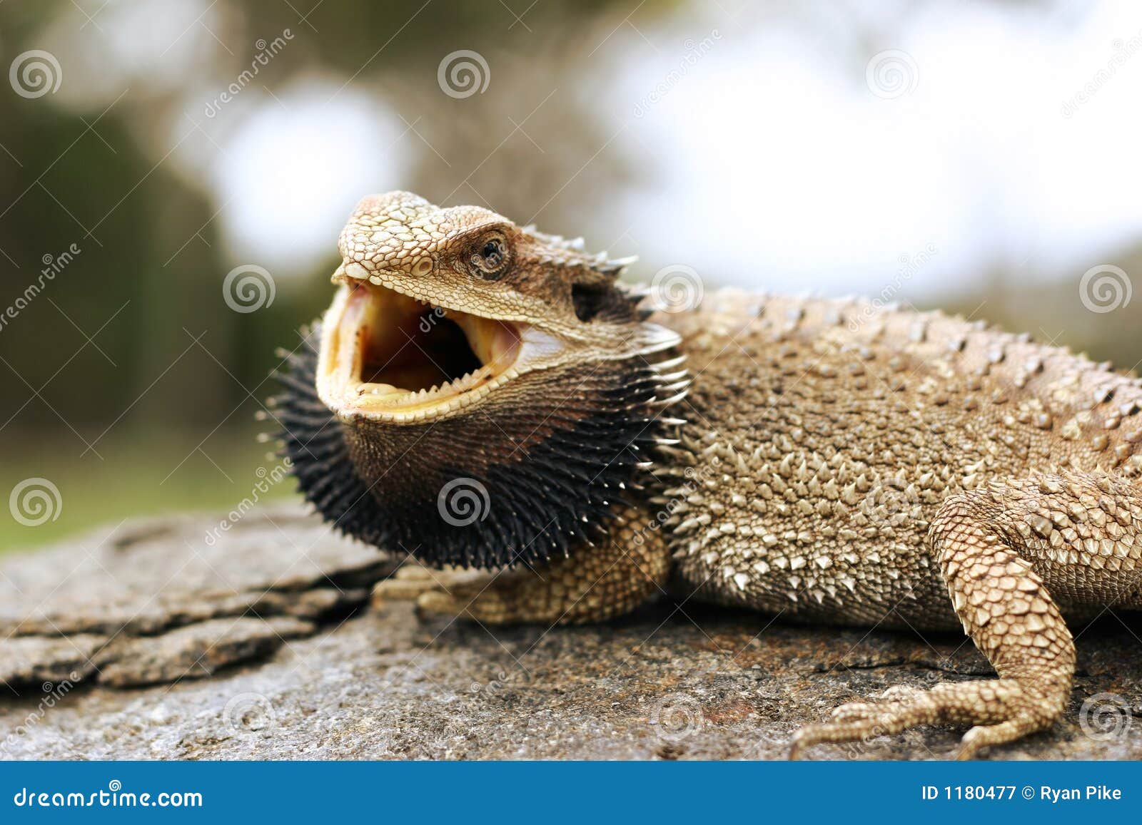 Bearded Dragon Stock Image | CartoonDealer.com #1180477