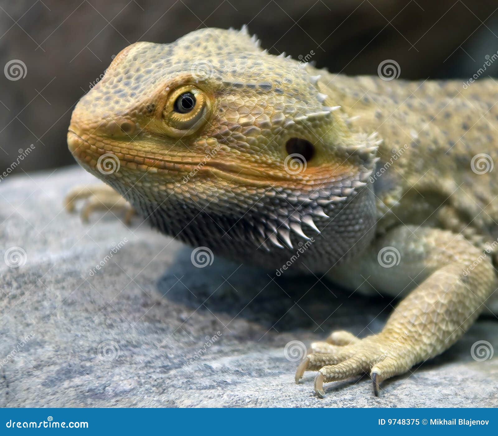 Bearded dragon 14 stock image. Image of exotic, thorns - 9748375