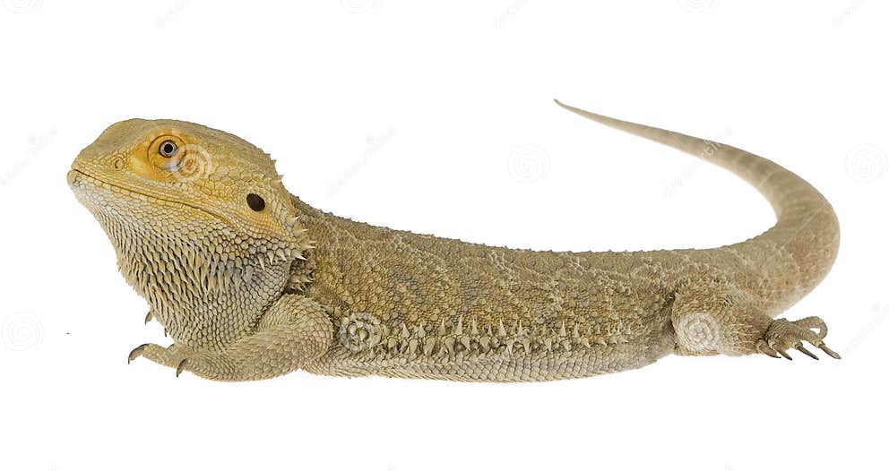 Bearded dragon stock photo. Image of creepy, bearded - 16964230