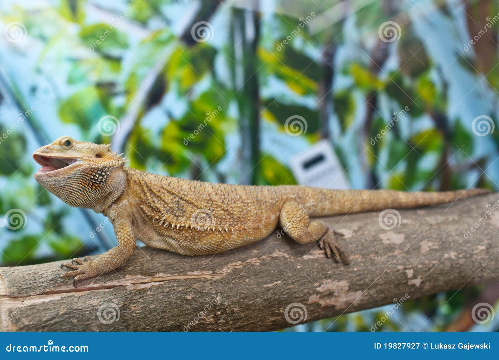 Bearded Dragon Royalty-Free Stock Photography | CartoonDealer.com #32693213