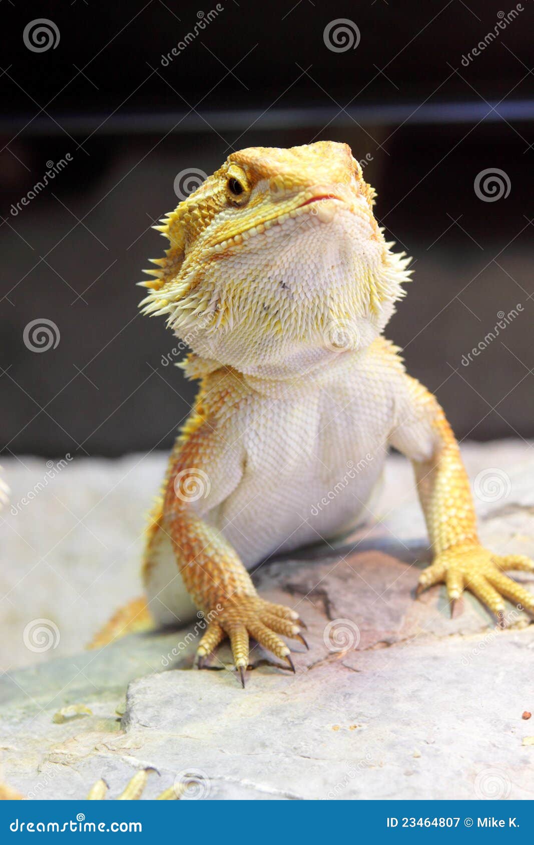 Bearded Dragon Monster Dinosaur Royalty-Free Stock Photography ...